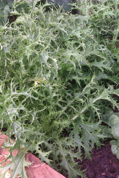 Mizuna seeds | The Seed Collection