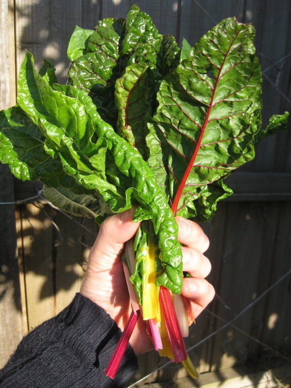 Silverbeet- Rainbow Chard seeds | The Seed Collection