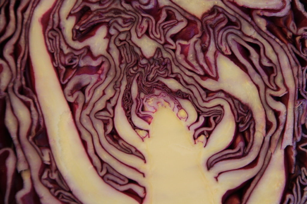 Cabbage- Red Dutch seeds | The Seed Collection