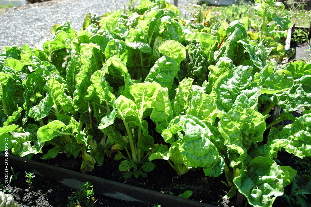 Silverbeet- Fordhook Giant seeds | The Seed Collection