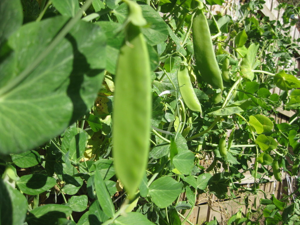 Pea: Snowpea- Mammoth Melting seeds | TheSeedCollection