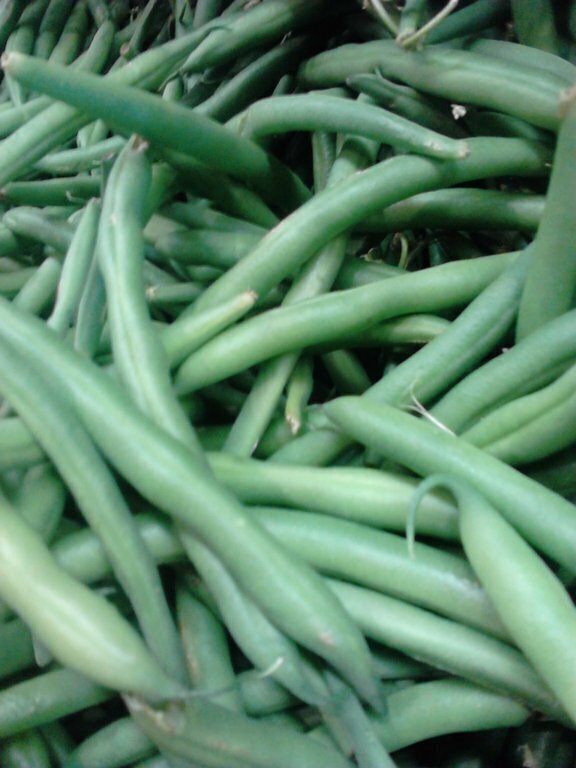 Climbing Bean- Blue Lake seeds | The Seed Collection