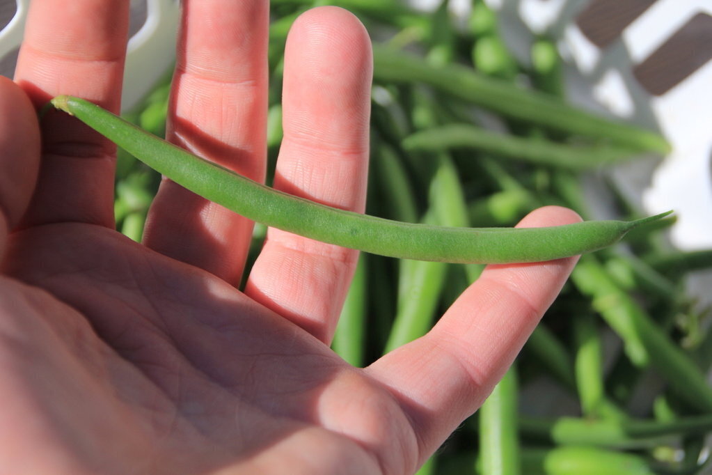 Bush Bean- Strike seeds | The Seed Collection