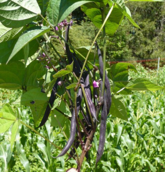 Bush Bean- Royal Burgundy seeds | The Seed Collection