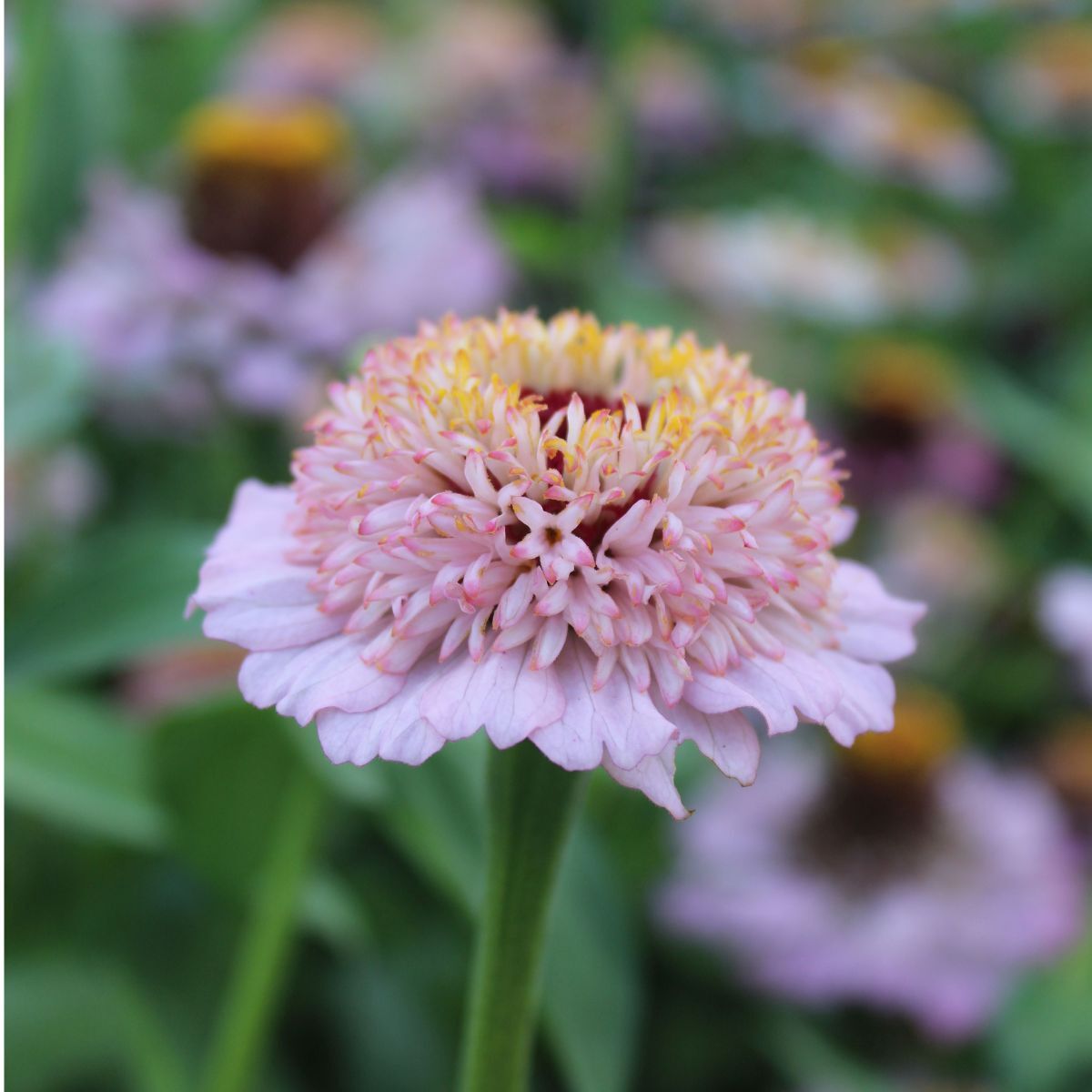 Zinnia- Zinderella Lilac seeds | The Seed Collection