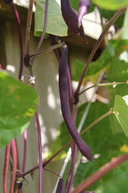 Climbing Bean- Purple King seeds | The Seed Collection