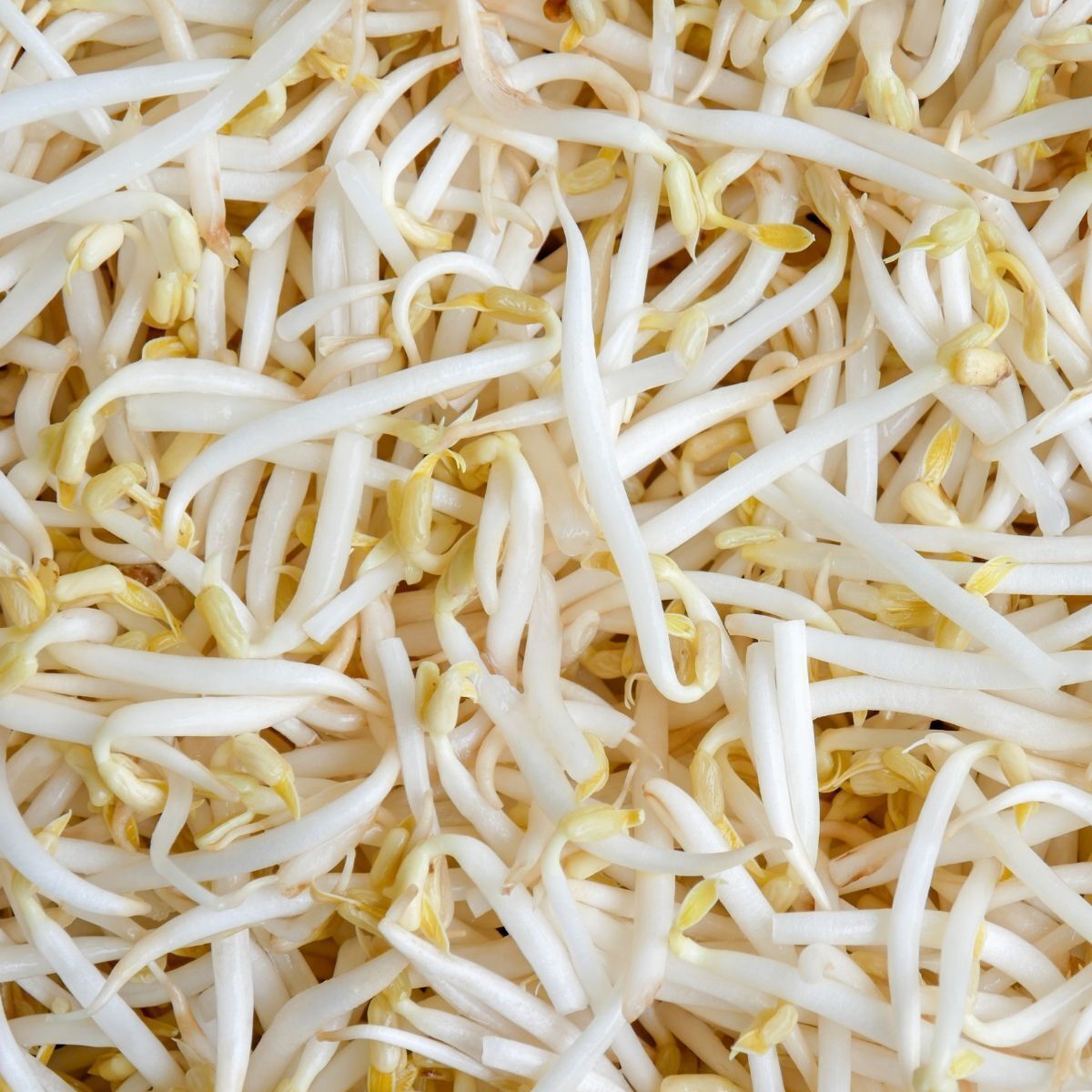 Sprouting Seeds- Mung Bean seeds | The Seed Collection