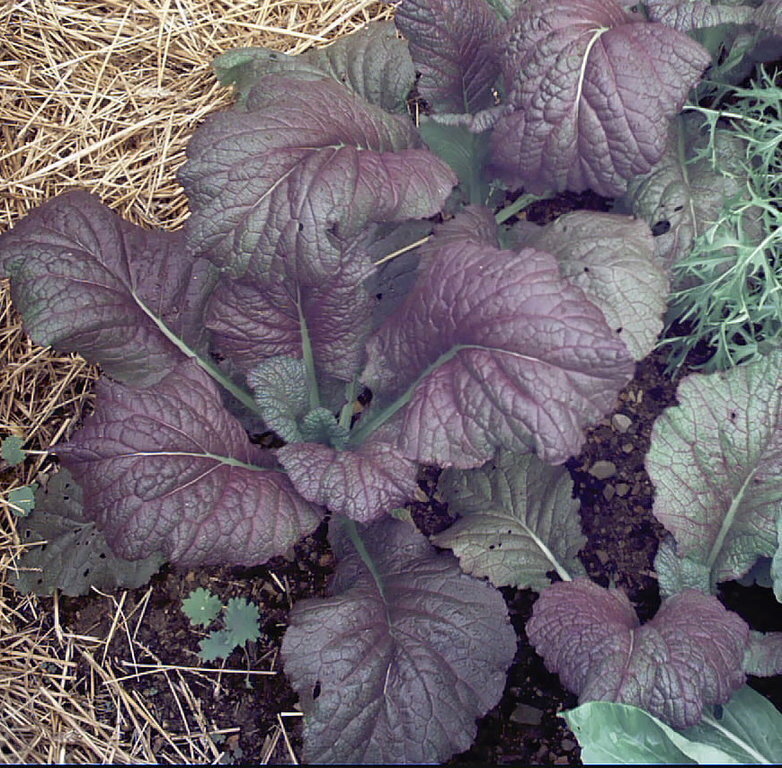 Mustard Greens- Red Giant seeds | The Seed Collection