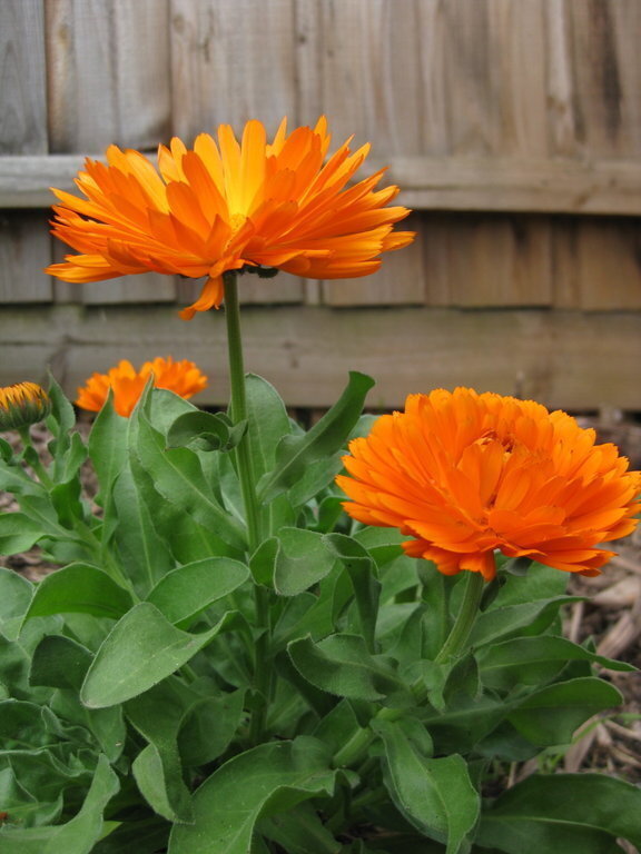 Calendula seeds | The Seed Collection