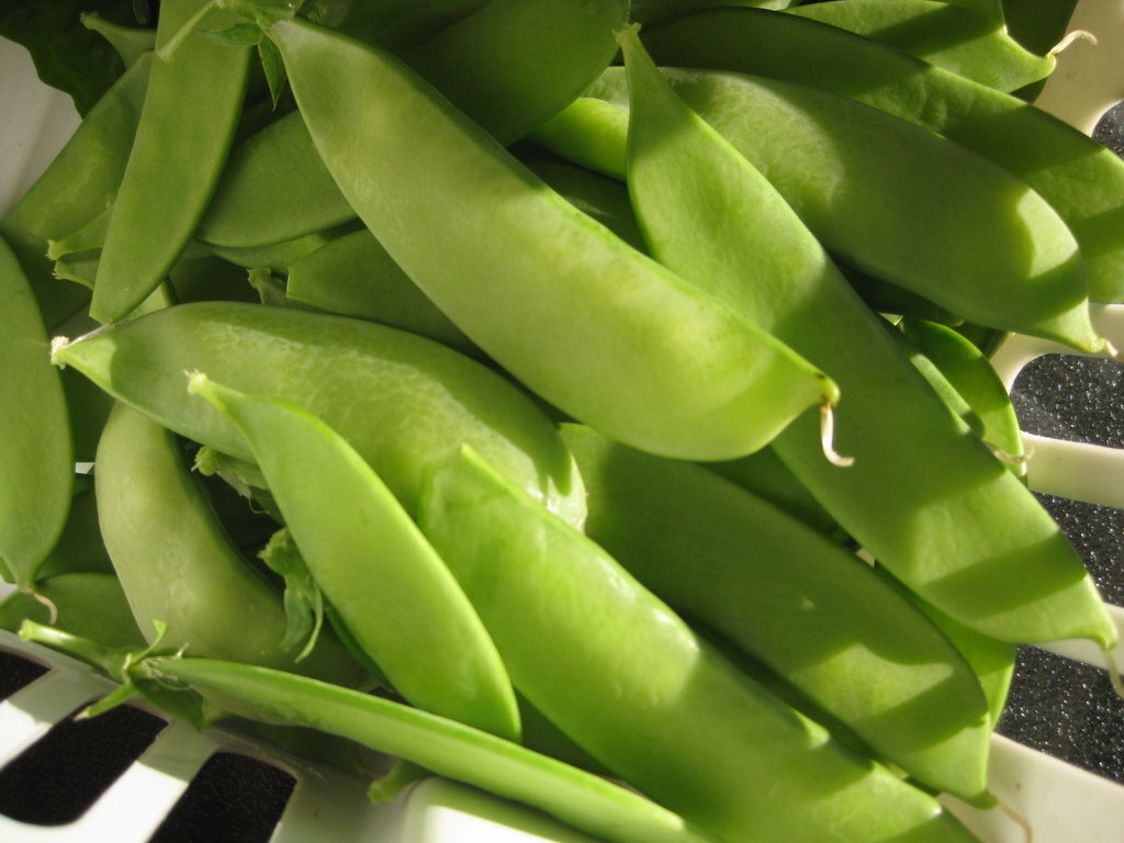Snow Pea- Mammoth Melting seeds | The Seed Collection