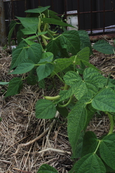 Bush Bean- Cherokee Wax seeds | The Seed Collection