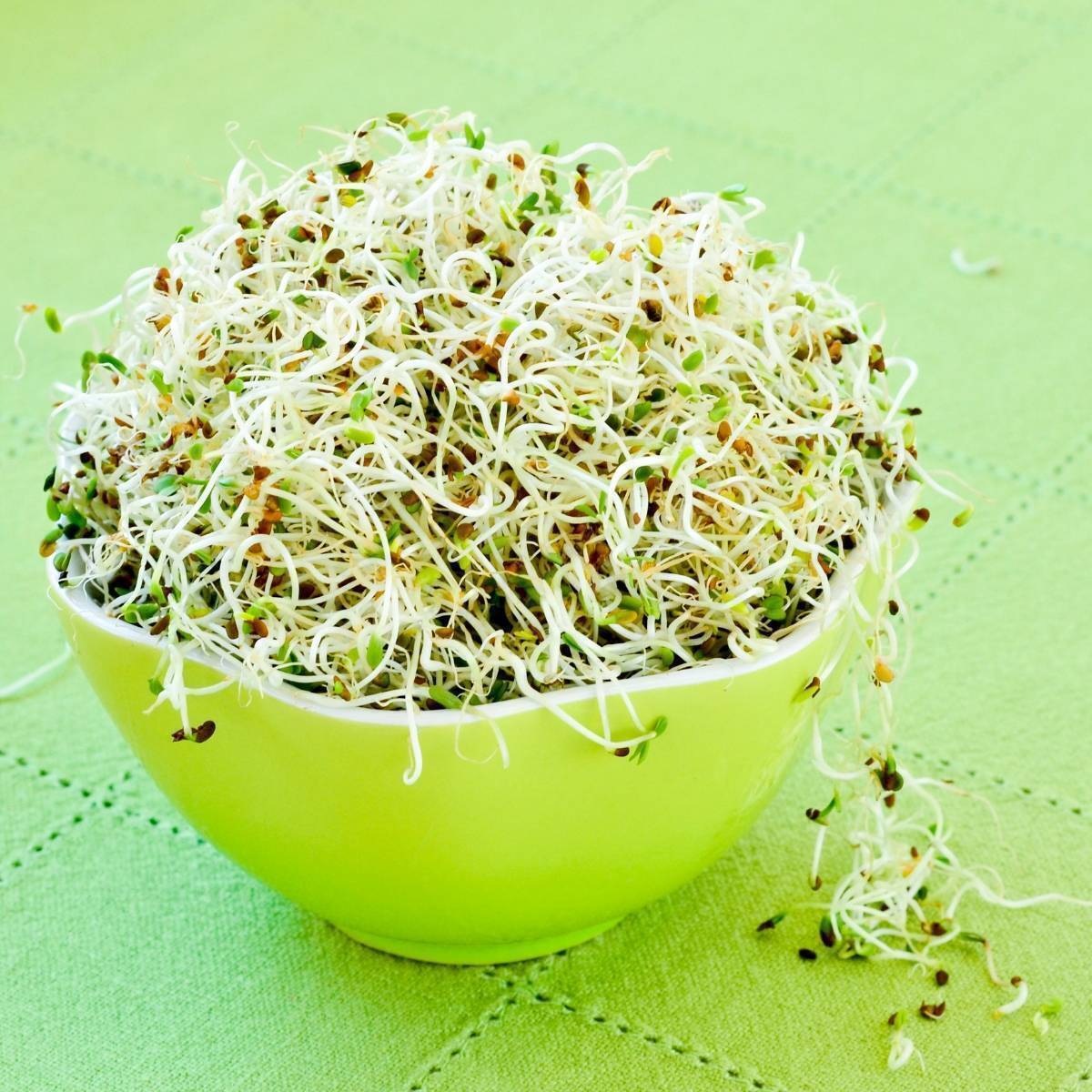 Alfalfa seeds | The Seed Collection