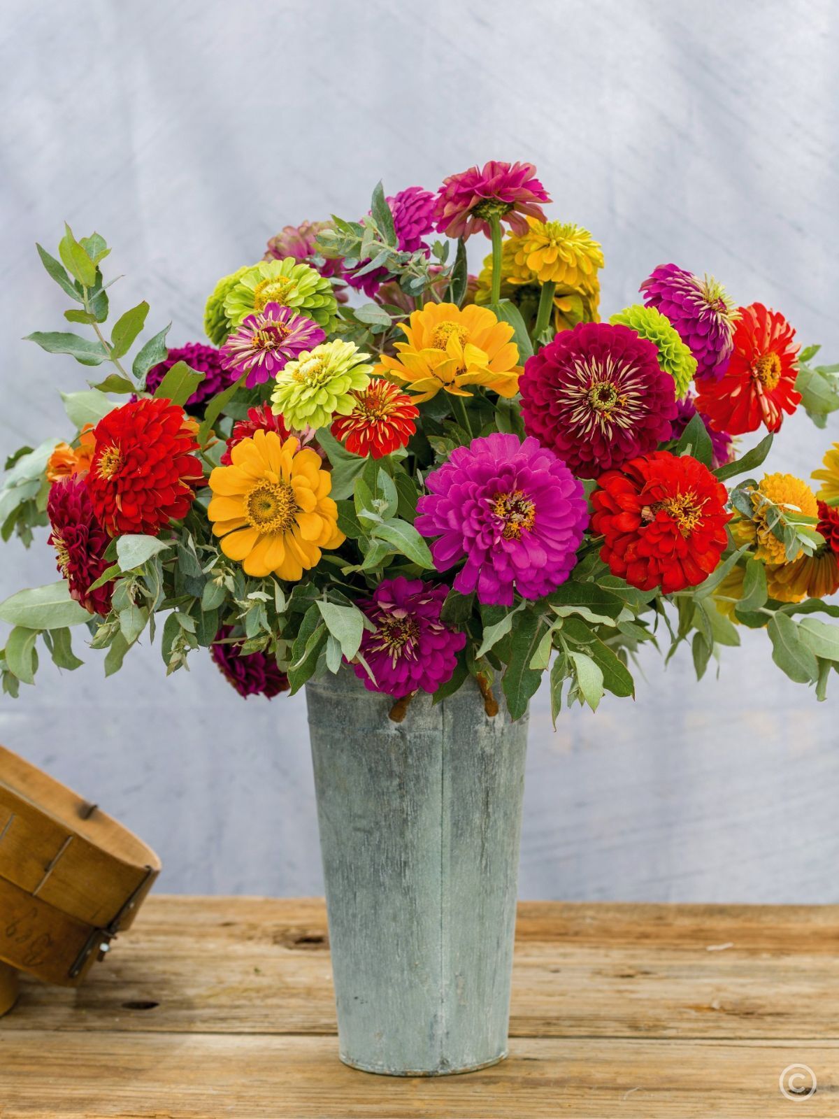 Zinnia- Benary's Giant Deep Red seeds | The Seed Collection
