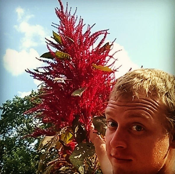 Amaranth- Red Garnet seeds | The Seed Collection