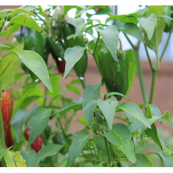 Chilli- Jalapeno seeds | The Seed Collection