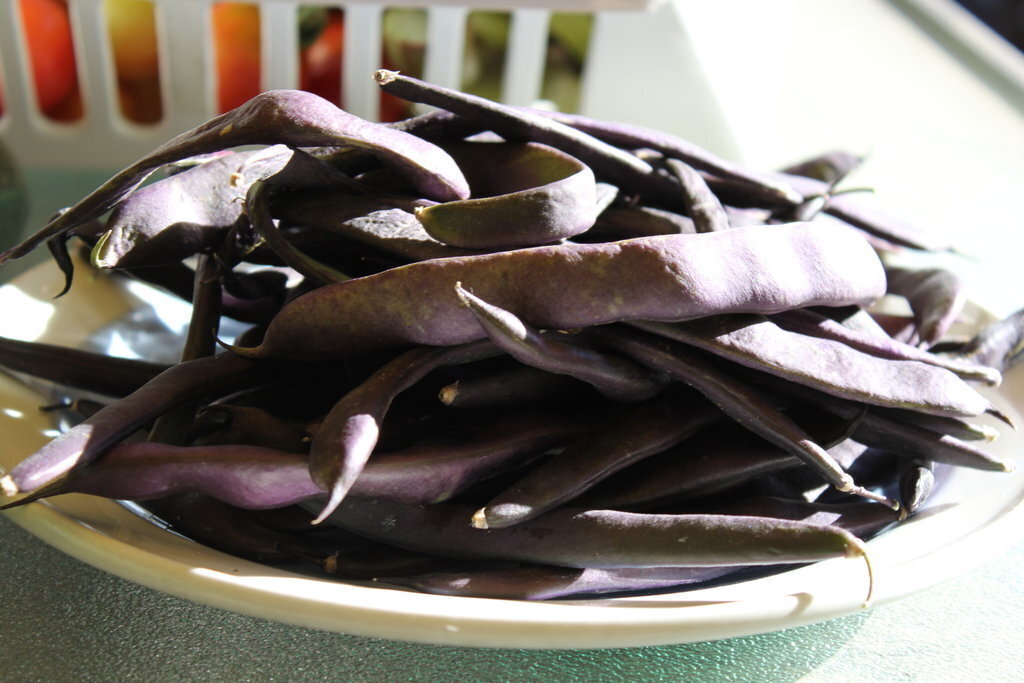 Climbing Bean- Purple King seeds | The Seed Collection