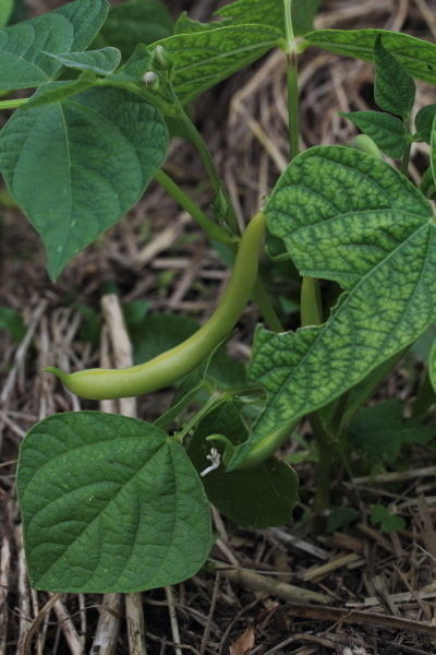 Bush Bean- Cherokee Wax seeds | The Seed Collection