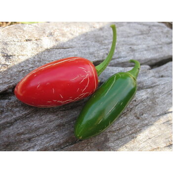Chilli- Jalapeno seeds | The Seed Collection