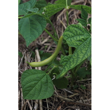 Bush Bean- Cherokee Wax seeds | The Seed Collection