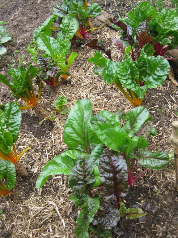 Silverbeet- Rainbow Chard seeds | The Seed Collection