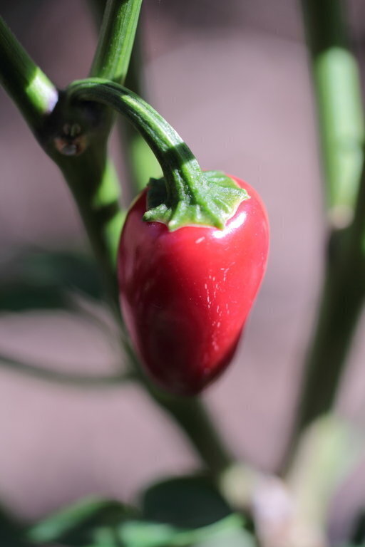 Chilli- Jalapeno seeds | The Seed Collection