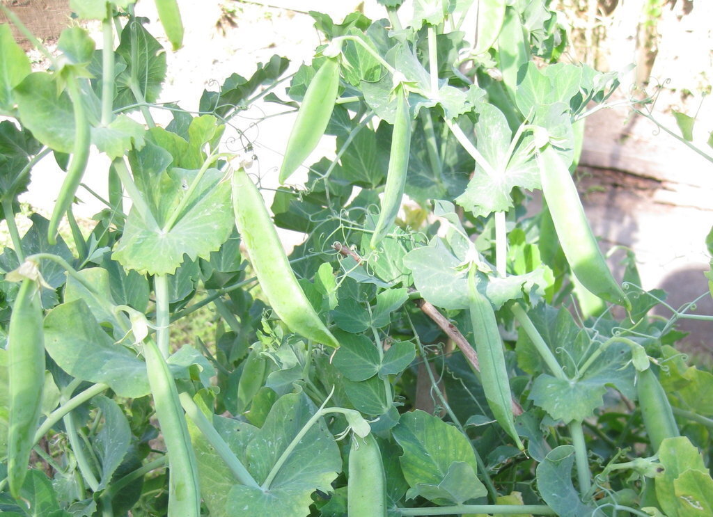 Snow Pea- Mammoth Melting seeds | The Seed Collection