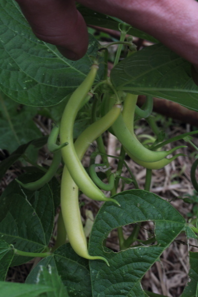 Bush Bean- Cherokee Wax seeds | The Seed Collection