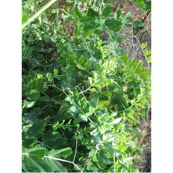 Shelling Pea- Greenfeast seeds | The Seed Collection