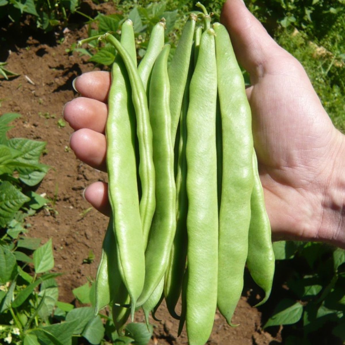 Dwarf Bean- Roma 2 seeds | The Seed Collection