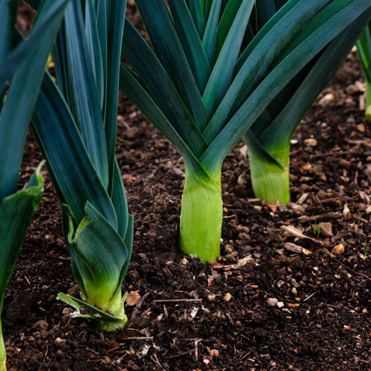 Leek American Flag Seeds The Seed Collection leek-american-flag-seeds-the-seed-collection