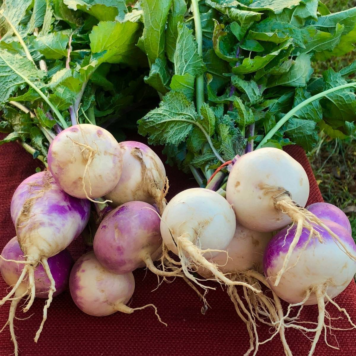 Turnip- Purple Top White Globe seeds | The Seed Collection