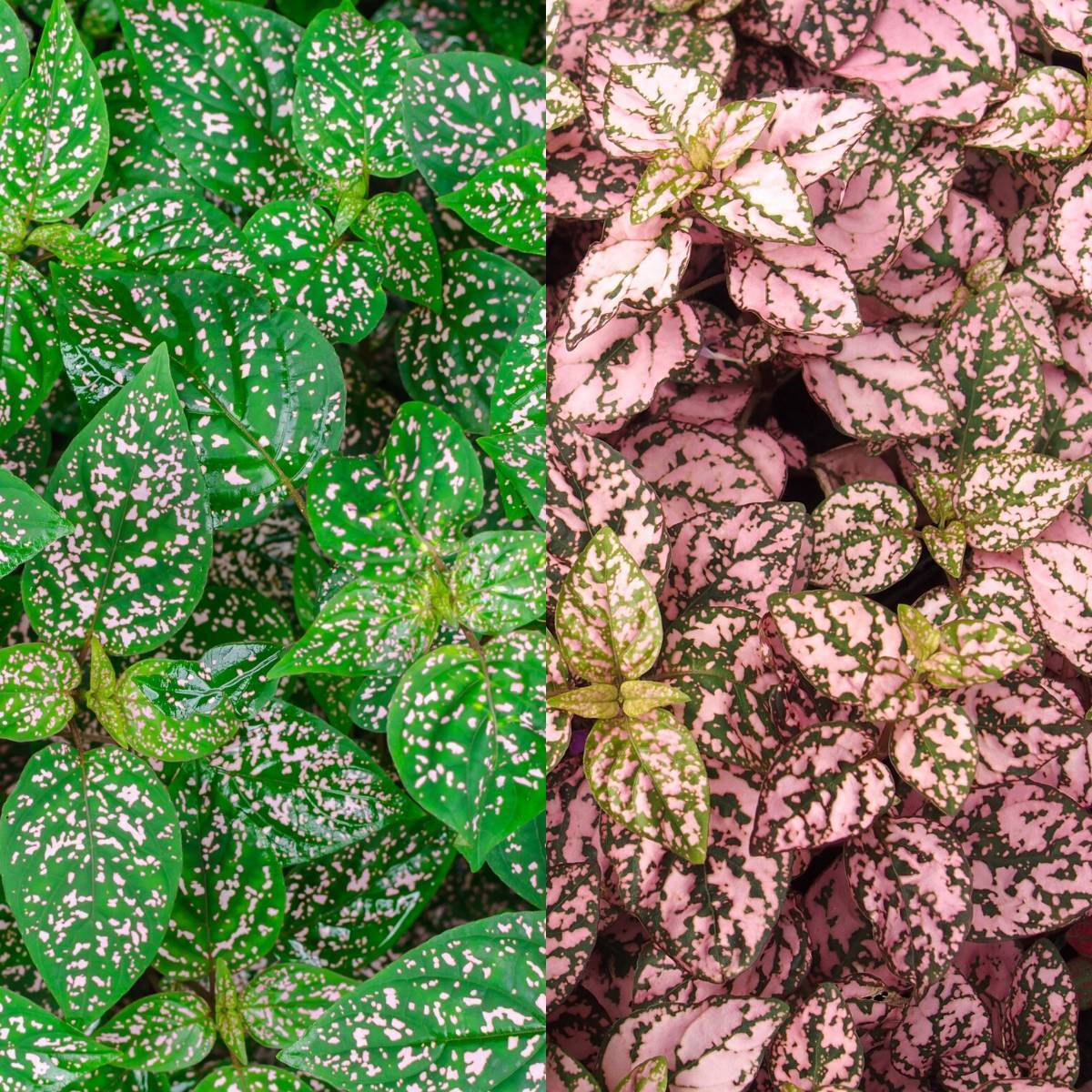Polka Dot Plant Pink Seeds The Seed Collection Polka Dot Plant Pink Seeds The Seed Collection