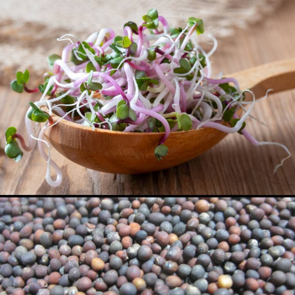 Kale- Pink Sprouting seeds | The Seed Collection