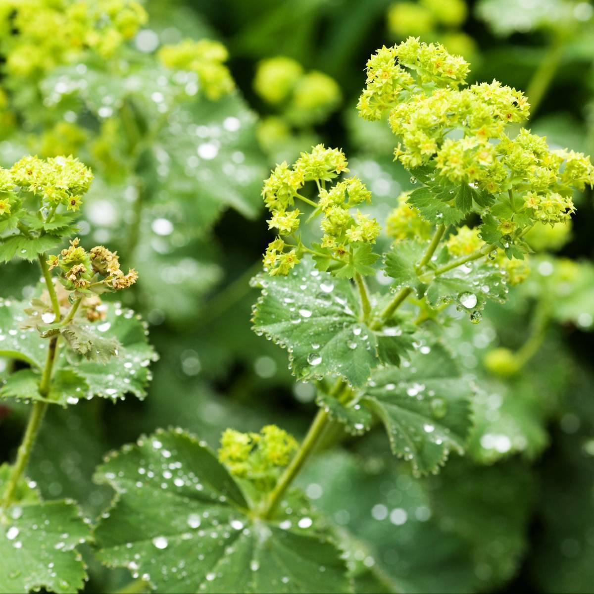 Lady s Mantle Seeds The Seed Collection Lady s Mantle Seeds The Seed Collection