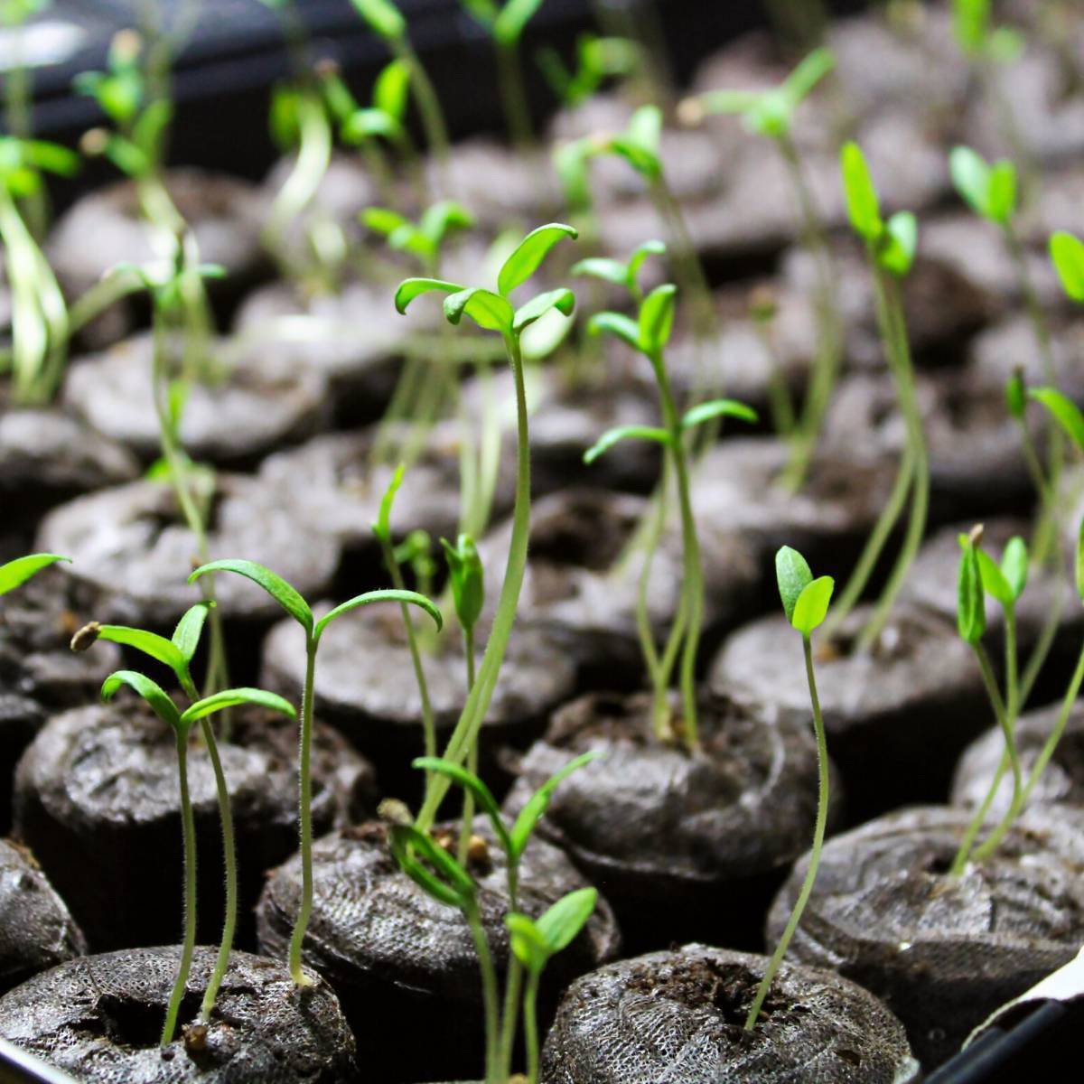 Coir Seed Starter Pellets | The Seed Collection