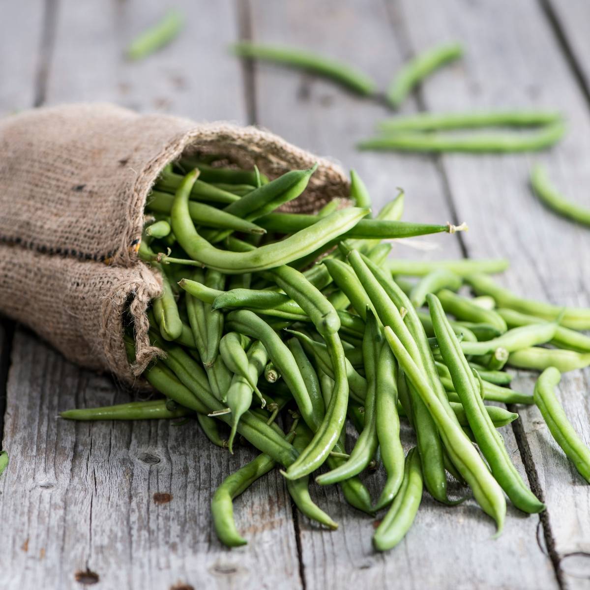 Bush Bean- Strike seeds | The Seed Collection