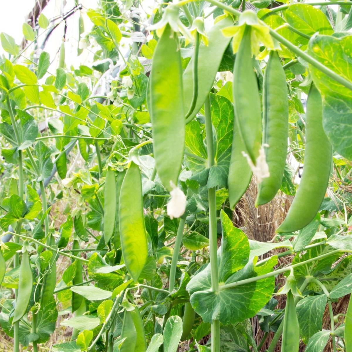 Snow Pea- Oregon Sugar Pod seeds | The Seed Collection