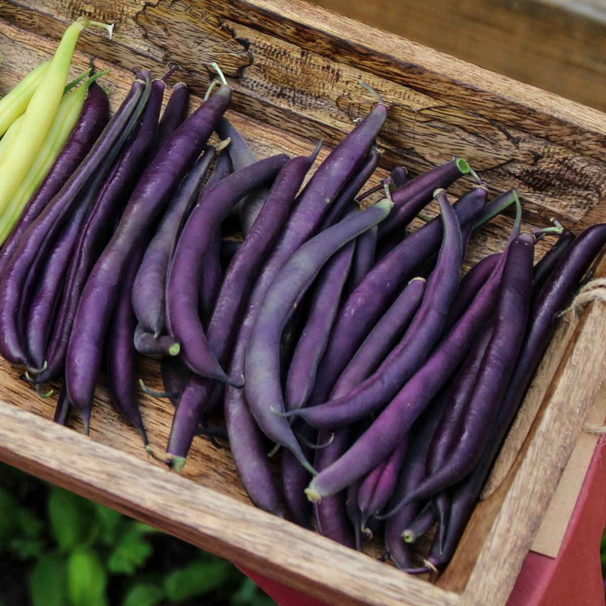 Bush Bean- Royal Burgundy seeds | The Seed Collection