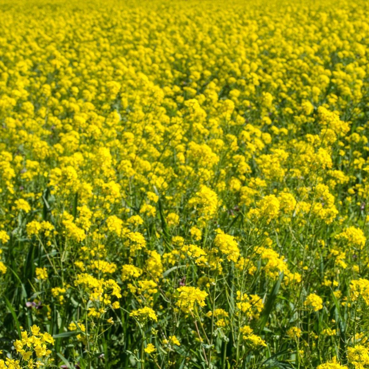 GREEN MANURE- Black Mustard seeds | The Seed Collection