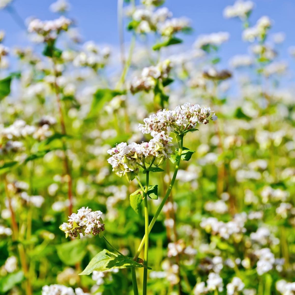 GREEN MANURE- Buckwheat seeds | The Seed Collection