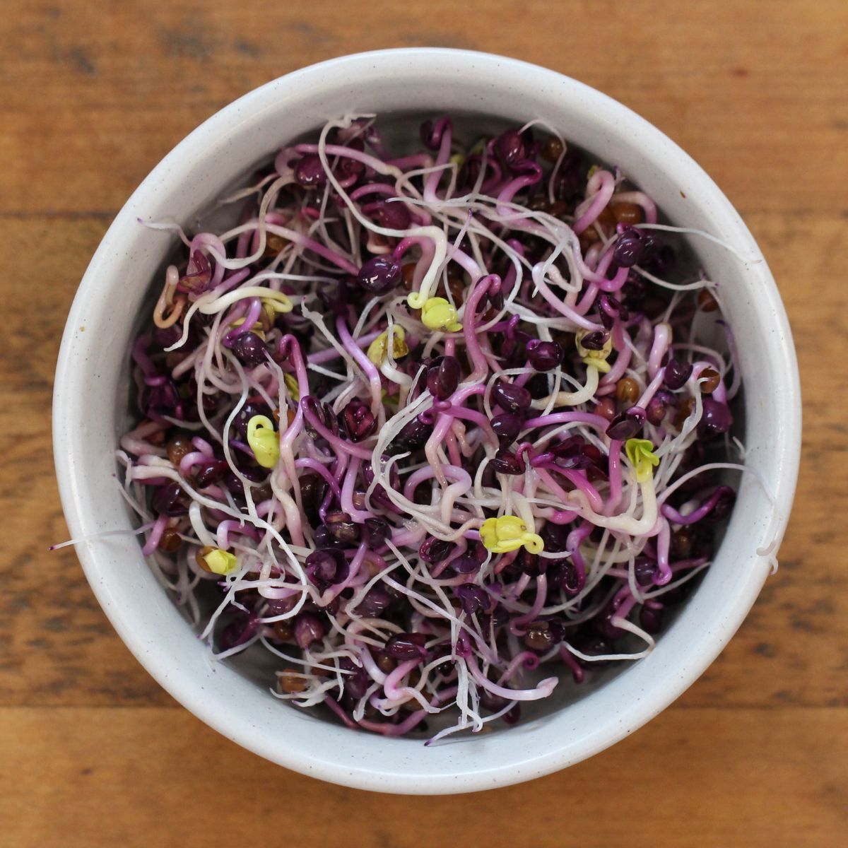 Sprouting Seeds- Radish Purple Sango | The Seed Collection