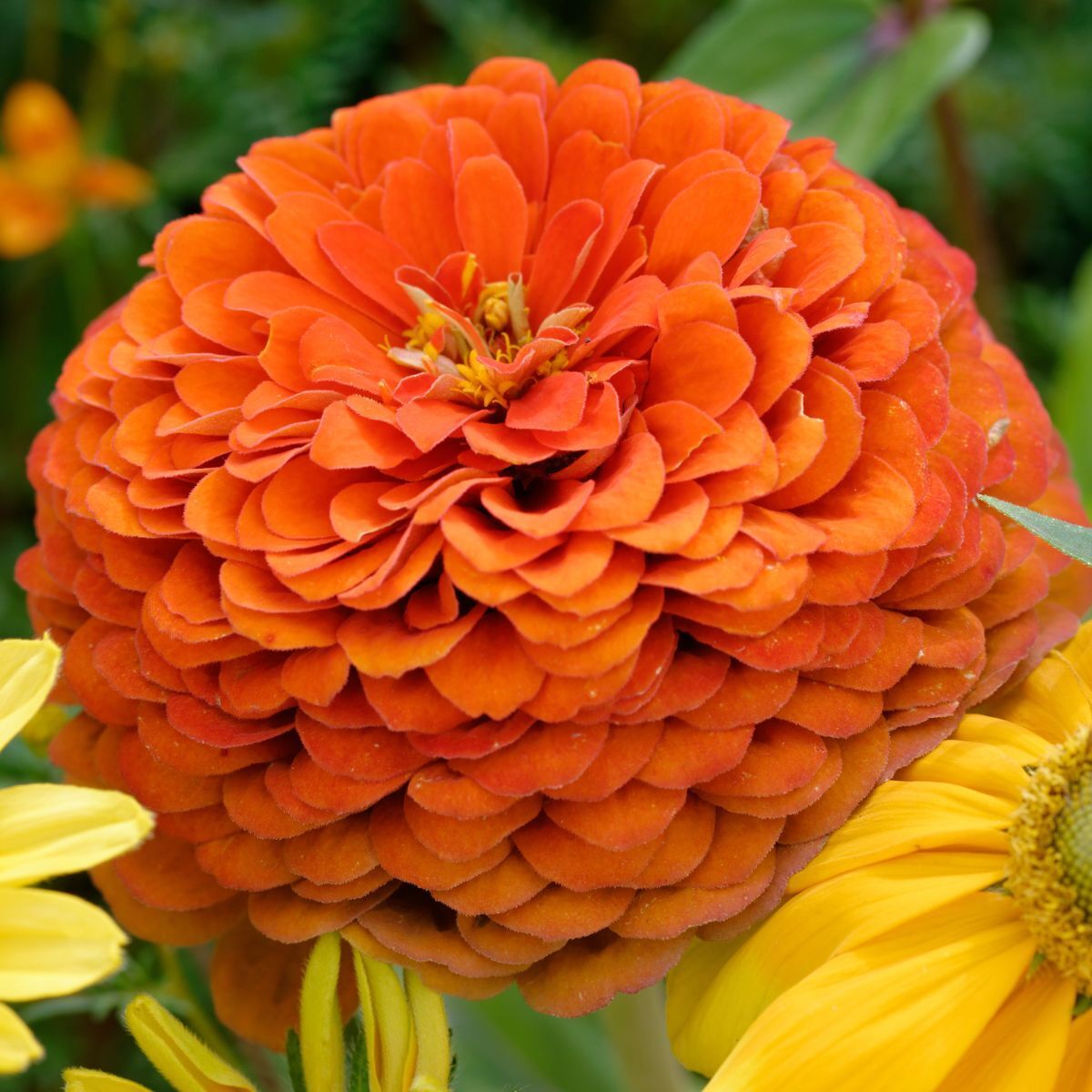 Zinnia- Benary's Giant Orange seeds | The Seed Collection