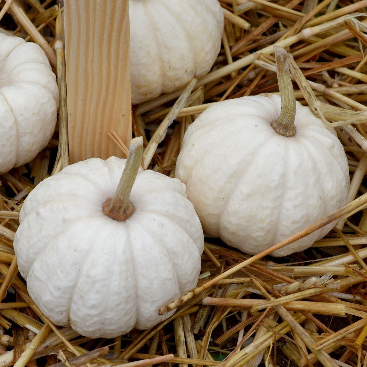 Pumpkin- Baby Boo seeds | The Seed Collection
