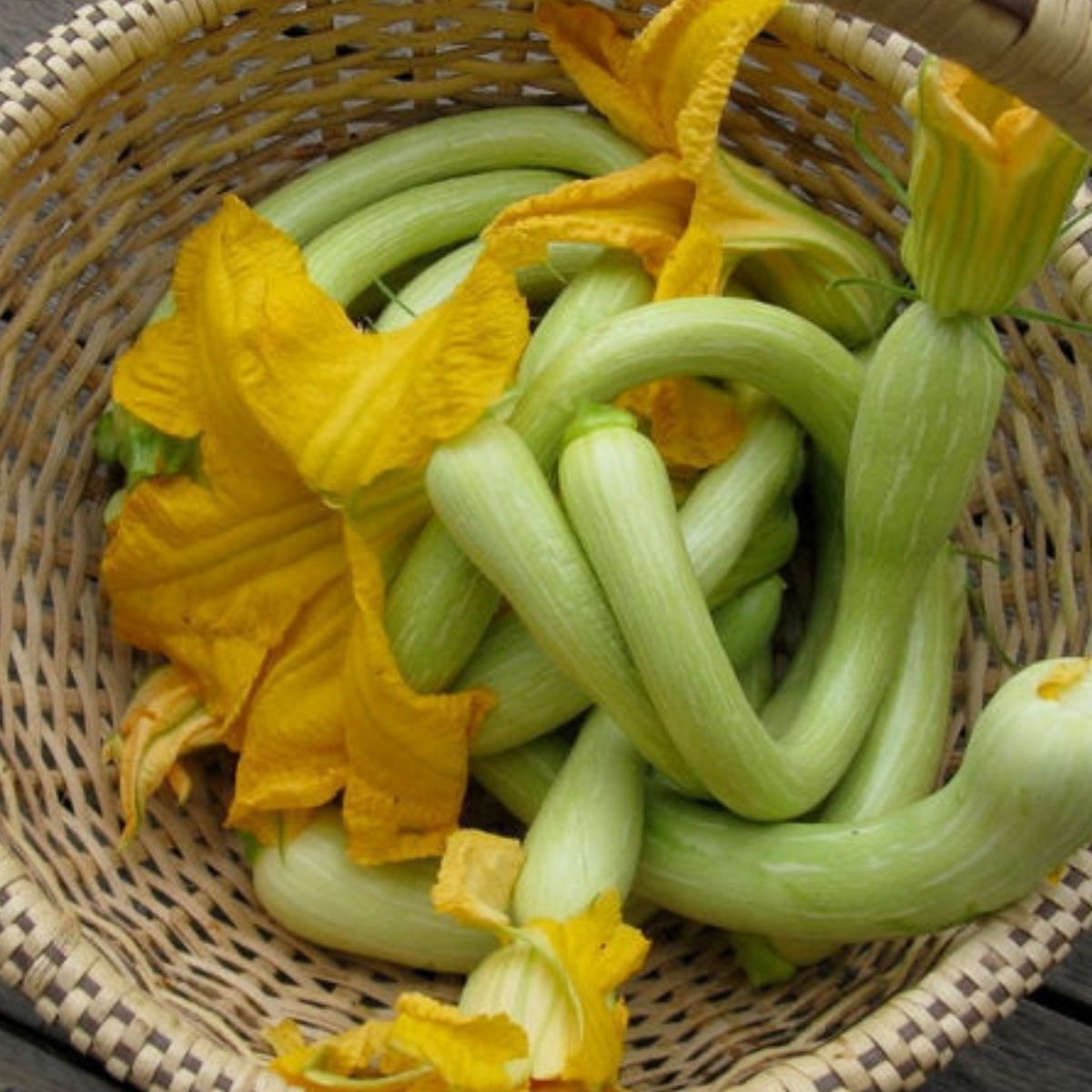Squash- Tromboncino seeds | The Seed Collection