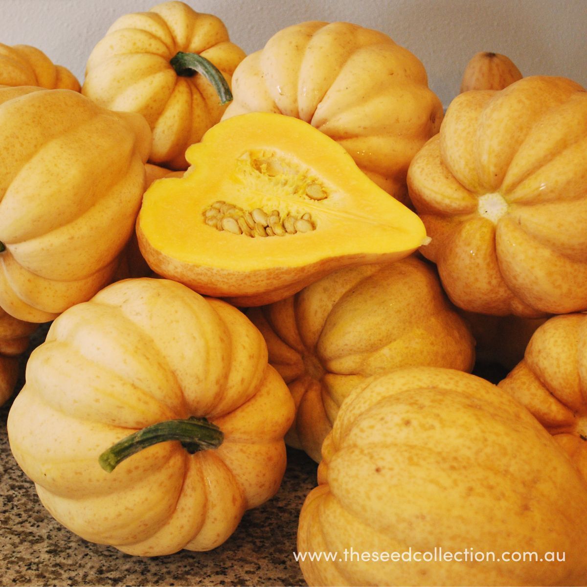 Winter Squash- Thelma Sanders seeds | The Seed Collection