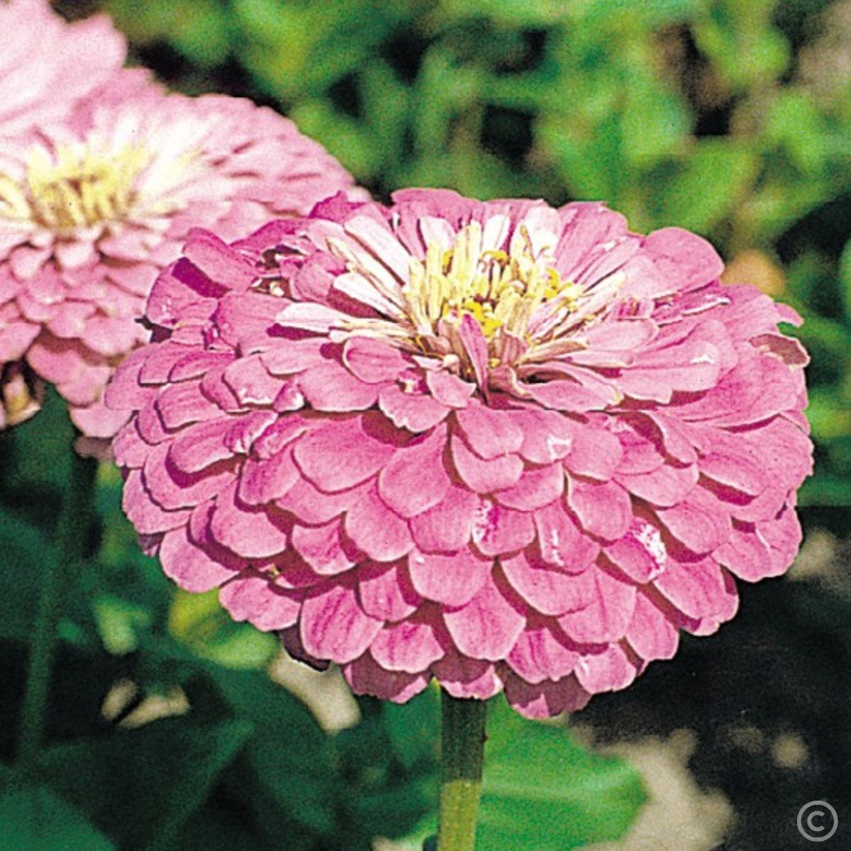 Zinnia- Benary's Giant Lilac seeds | The Seed Collection