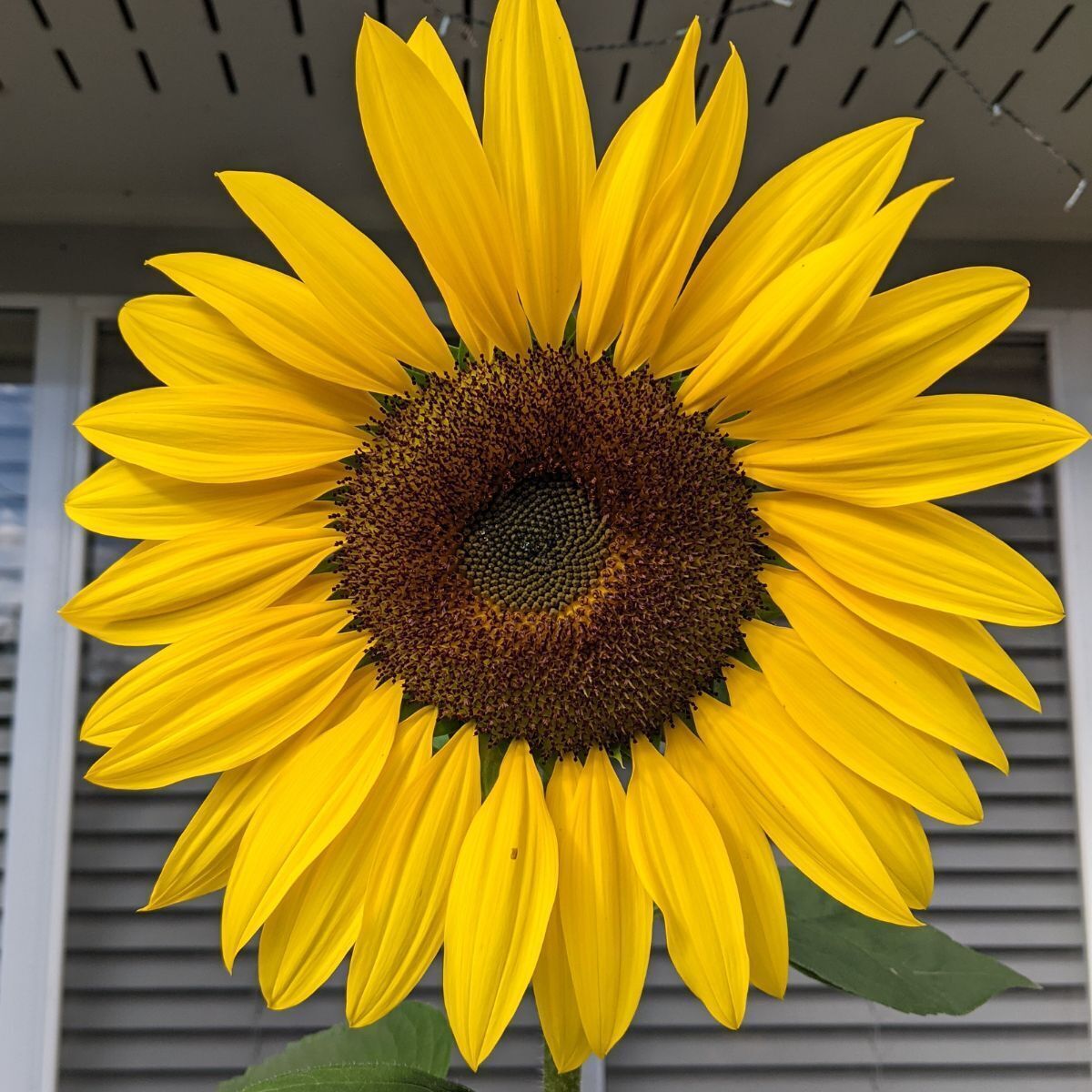 Sunflower- Radiance F1 seeds | The Seed Collection