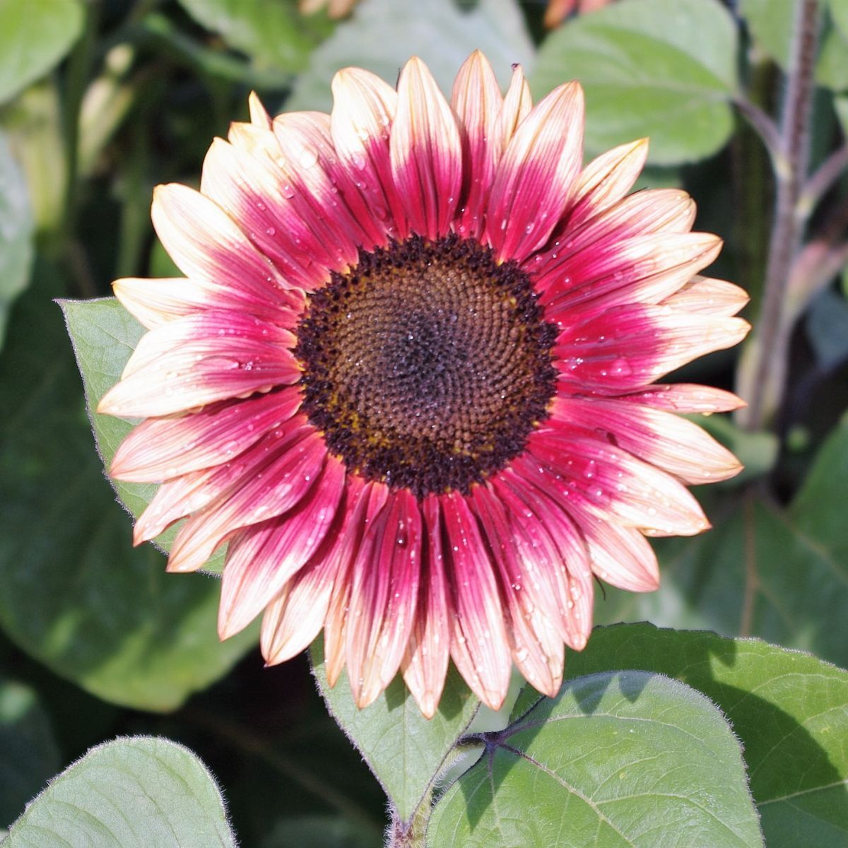 Sunflower- Lilac Spray F1 | The Seed Collection