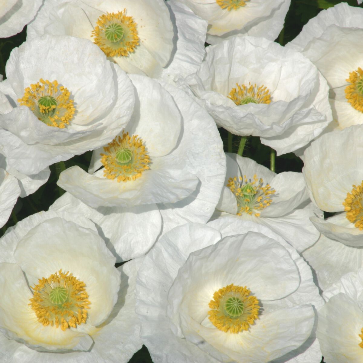 Poppy- Bridal Silk seeds | The Seed Collection