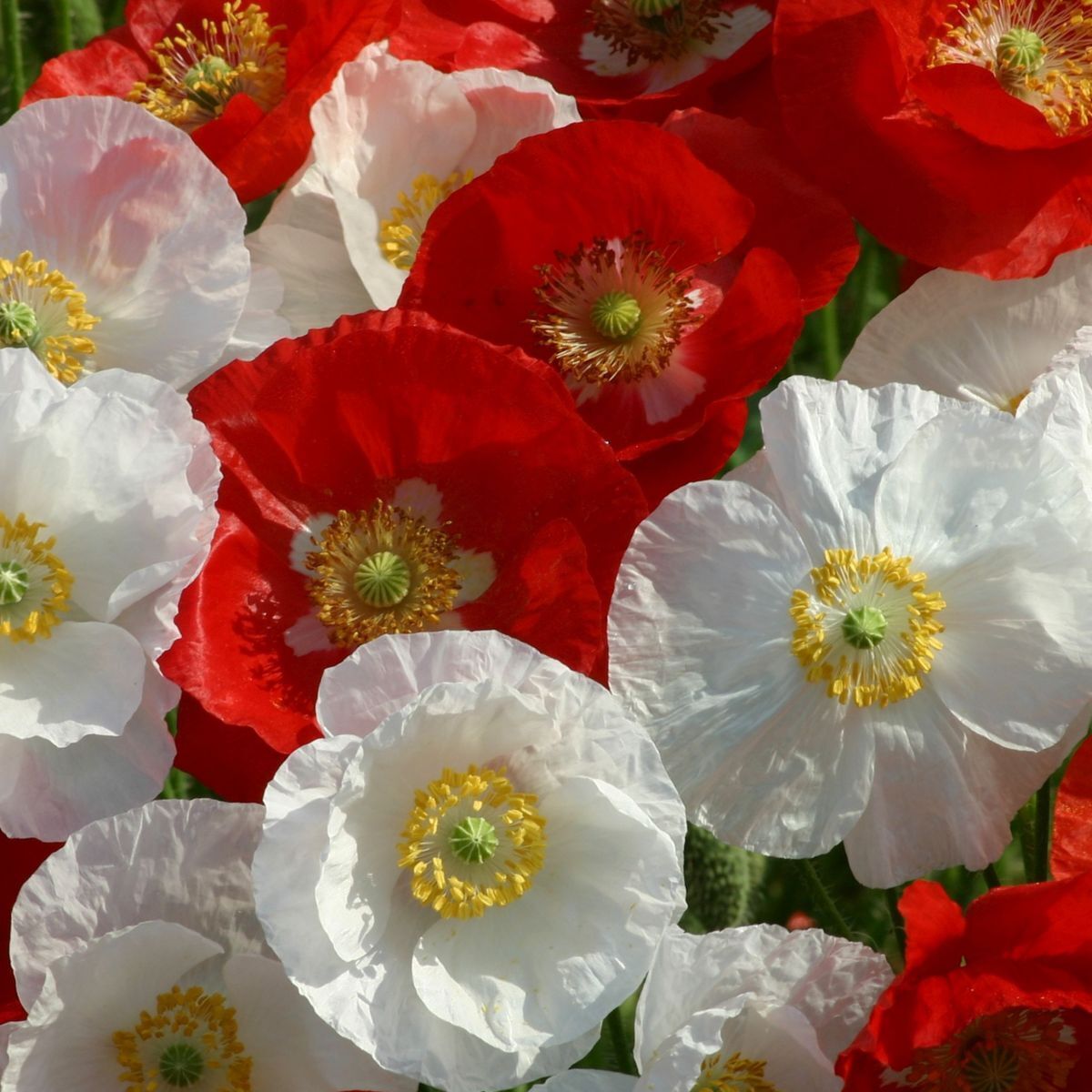 Poppy- National Mix seeds | The Seed Collection